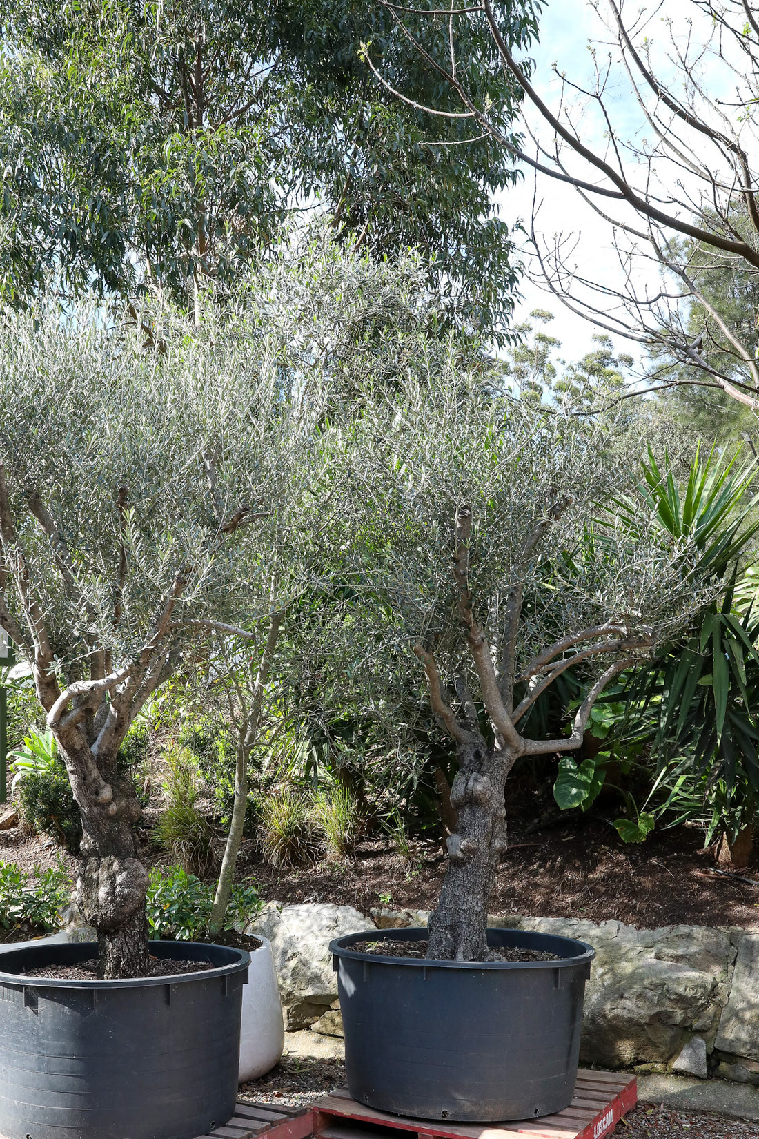 Aged Olea europea 'Manzanillo' (Olive) – The Palms Sydney