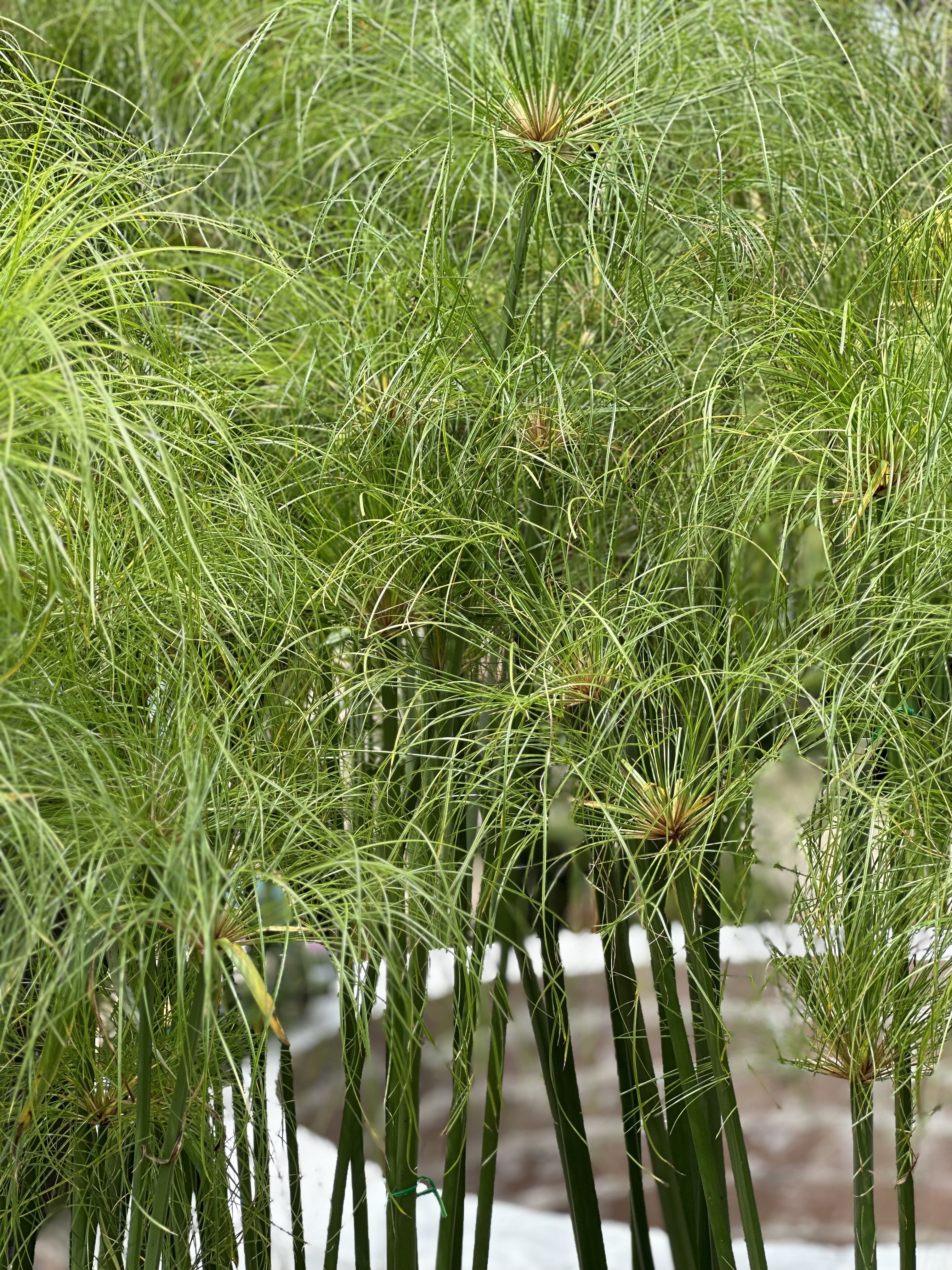 Cyperus papyrus (Giant Papyrus) – The Palms Sydney