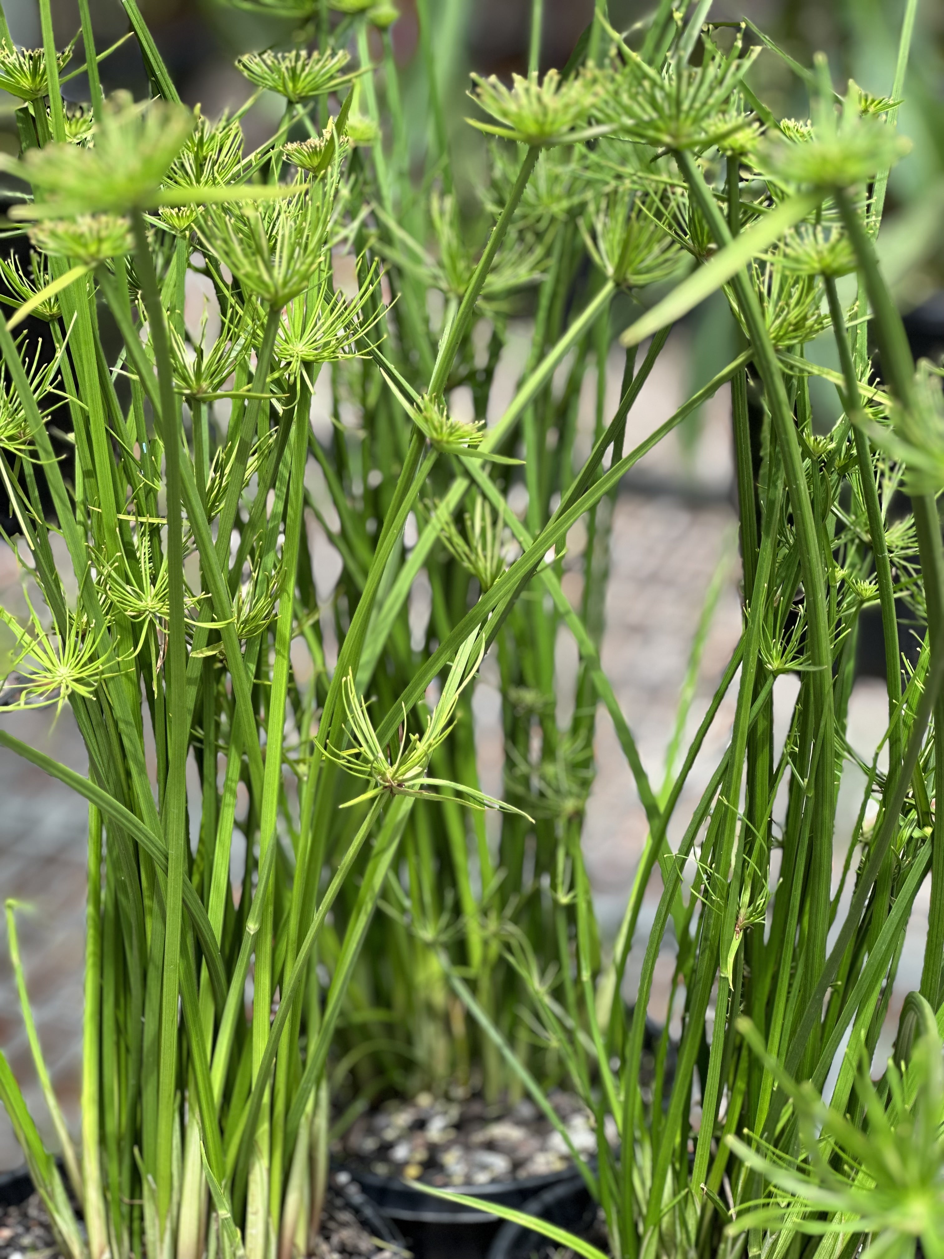 Dwarf Papyrus (Cyperus papyrus nana) – The Palms Sydney