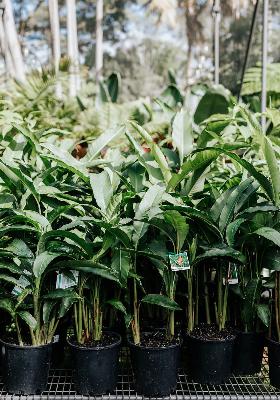 Palm Trees & Tropical Plants – The Palms Sydney