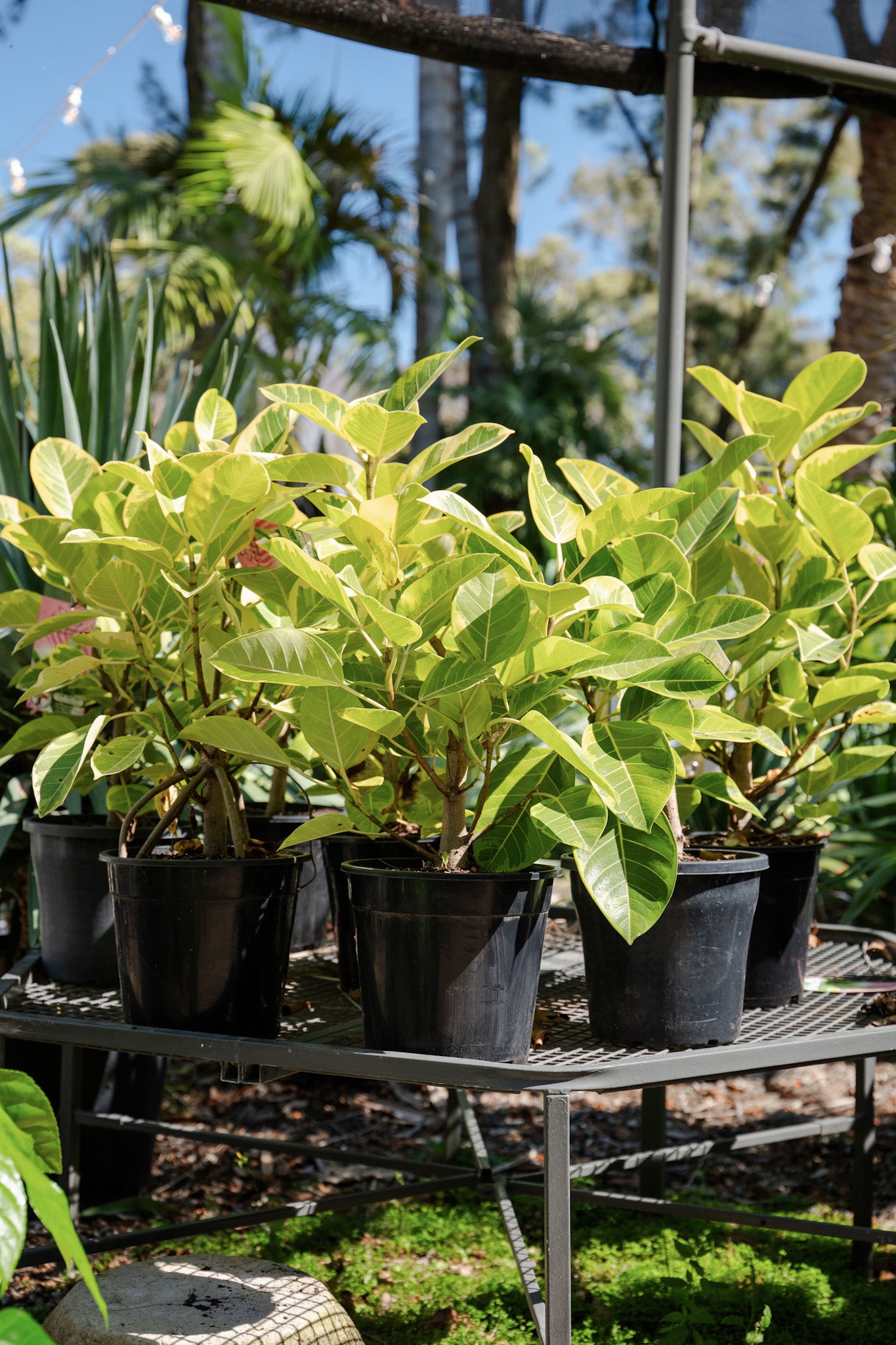 Ficus elastica 'Lime Splice' (Rubber Tree) – The Palms Sydney