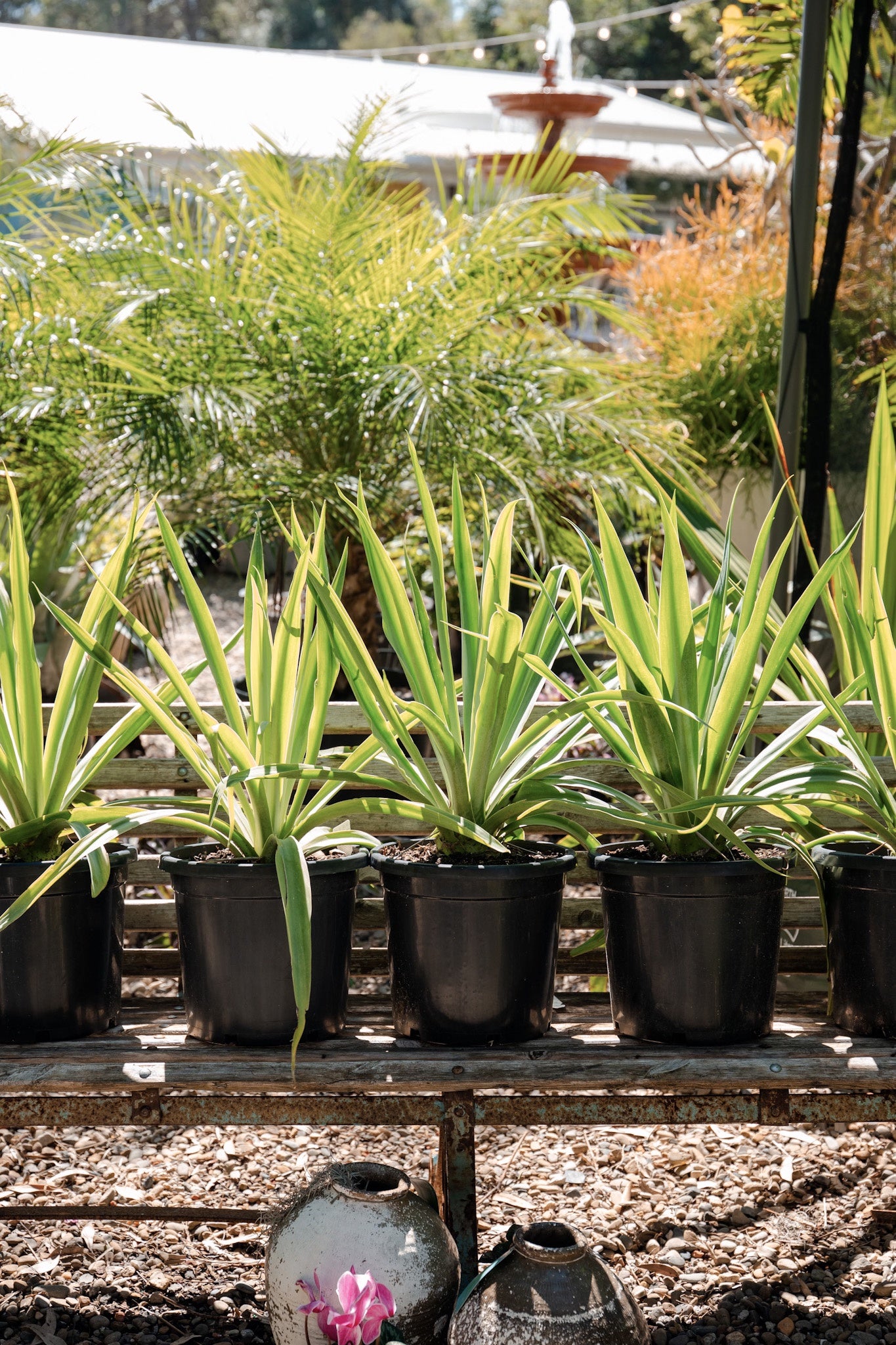 Mexican Lily (Beschorneria yuccoides) – The Palms Sydney