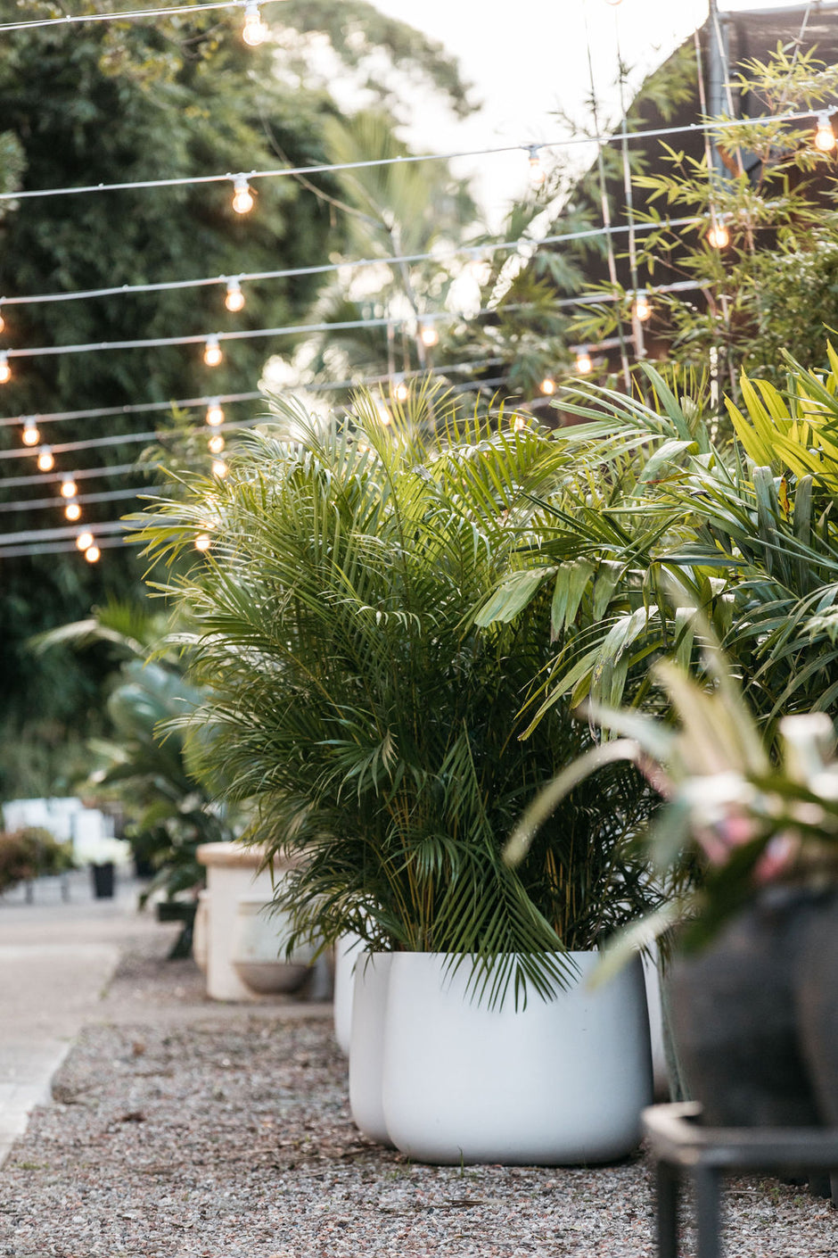 Palm Trees & Tropical Plants – The Palms Sydney