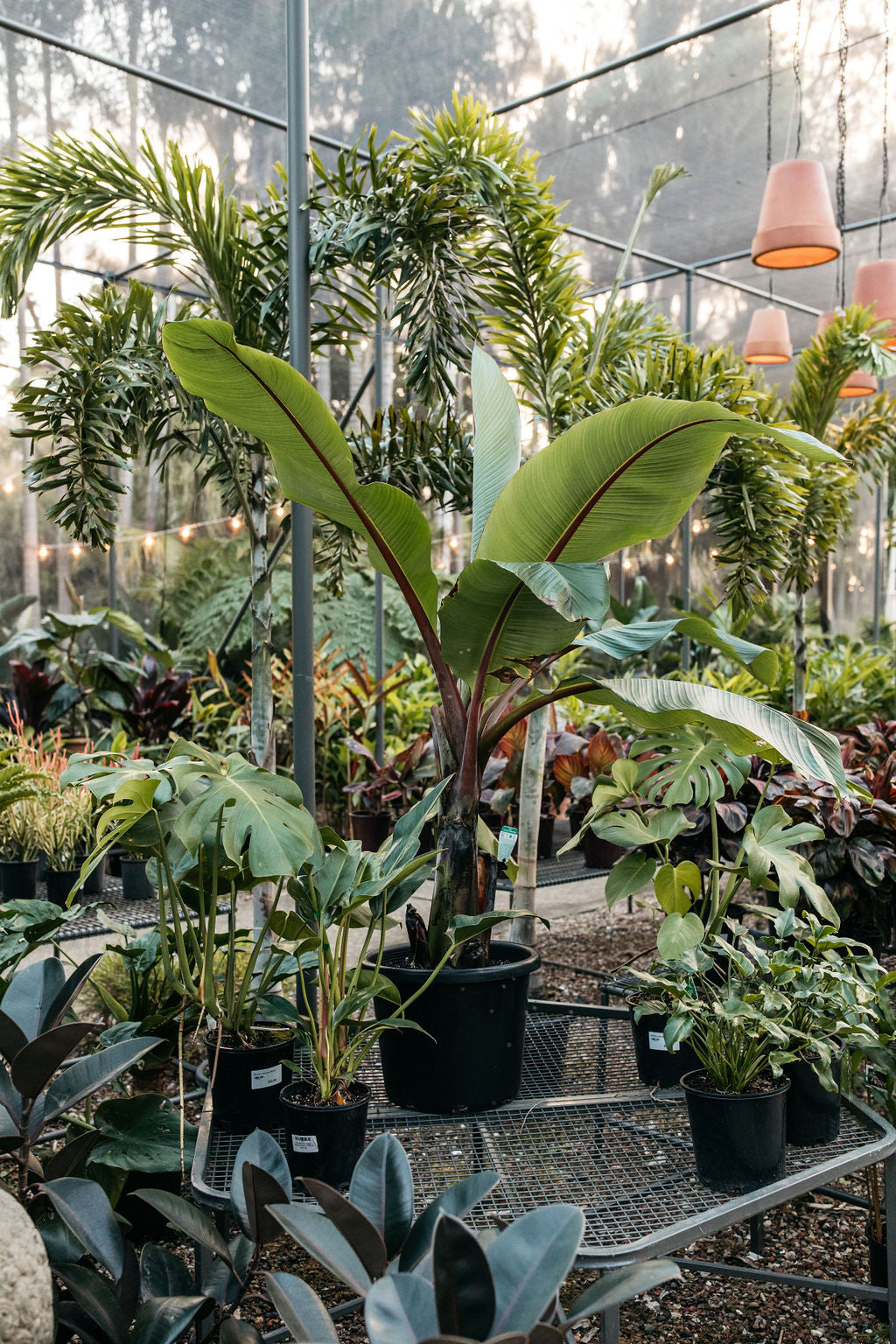 Abyssinian Banana Palm | Buy Plants - The Palms Sydney