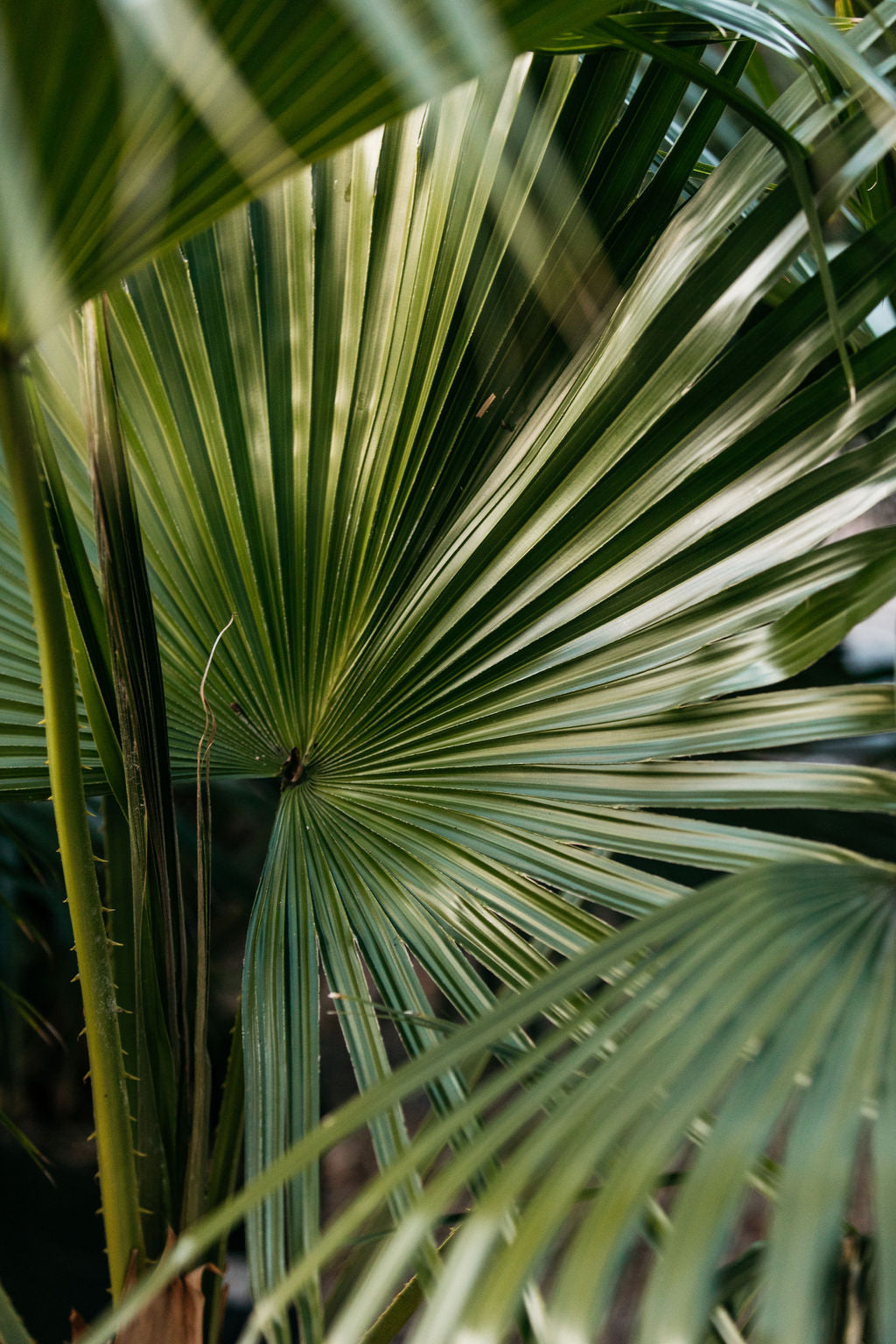Elegant Fan Palm (Licuala elegans) – The Palms Sydney