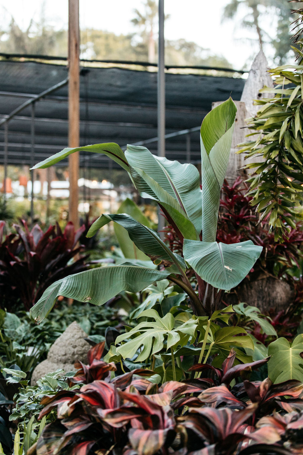 Abyssinian Banana Palm | Buy Plants - The Palms Sydney