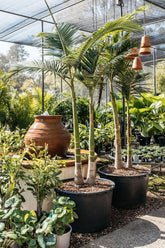 Palm Trees & Tropical Plants – The Palms Sydney