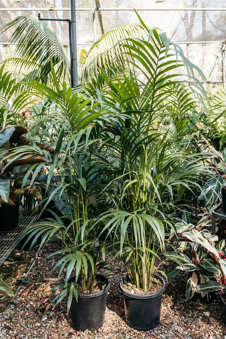 Golden Cane Palms for Sale - The Palms Sydney