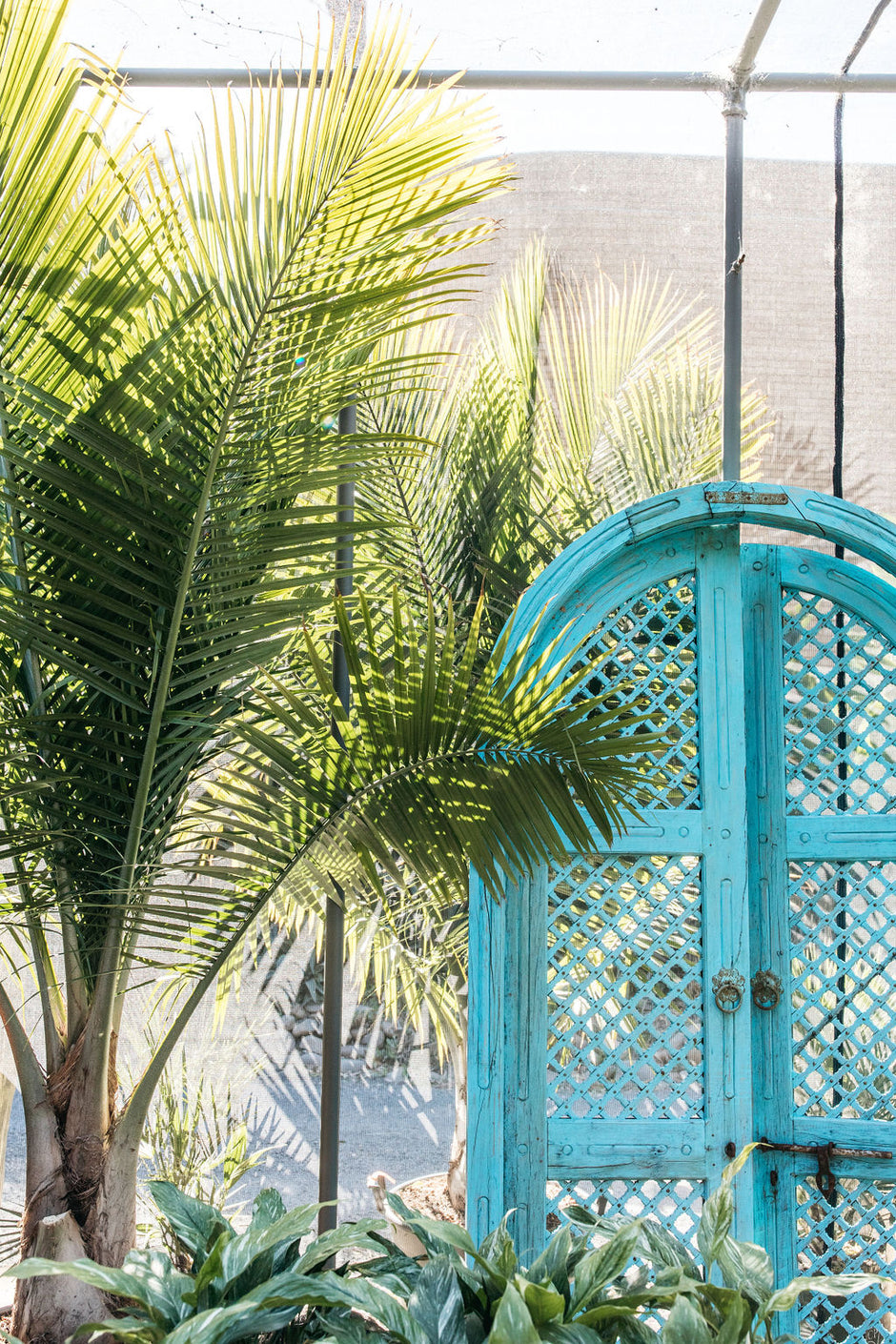 Palm Trees & Tropical Plants – The Palms Sydney