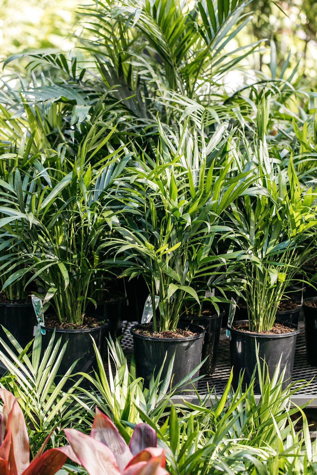 Cascade Palm (Chamaedorea atrovirens) – The Palms Sydney
