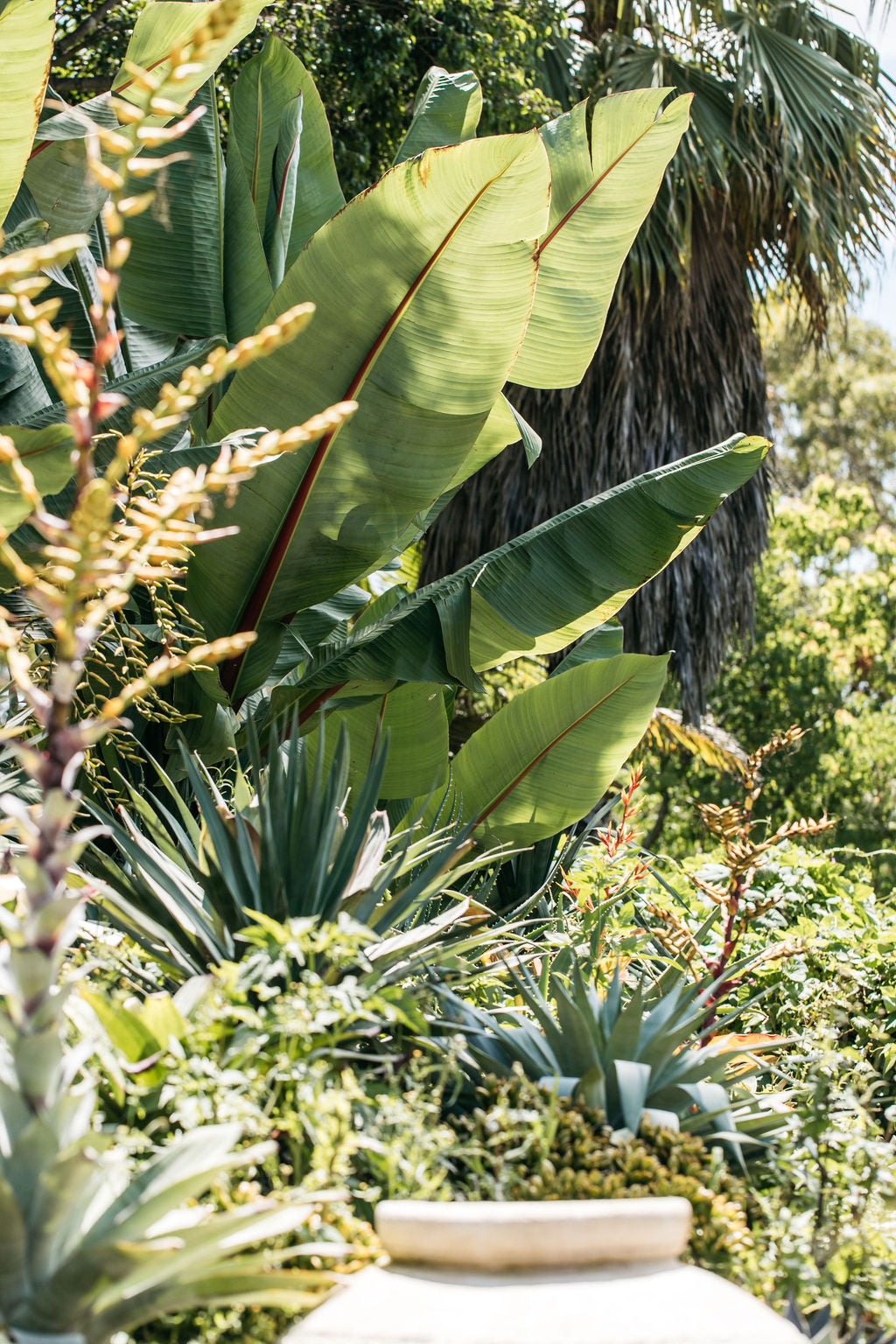 Abyssinian Banana Palm | Buy Plants - The Palms Sydney