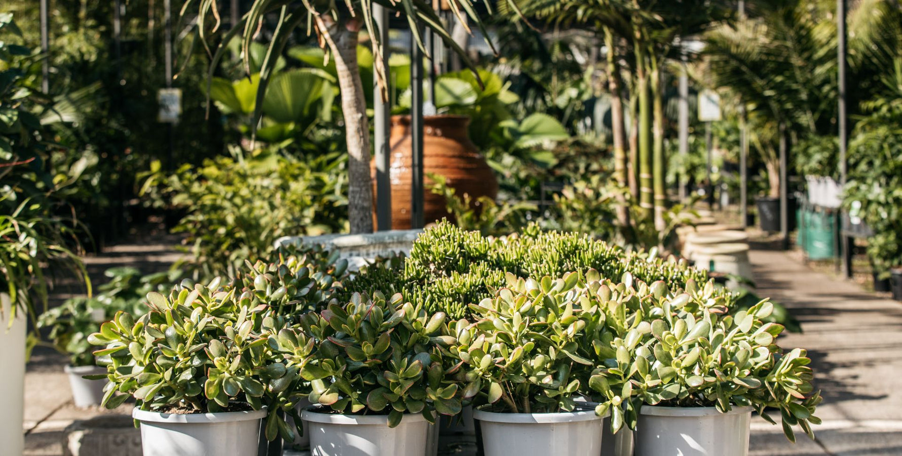 Nursery Terrey Hills | The Palms – The Palms Sydney